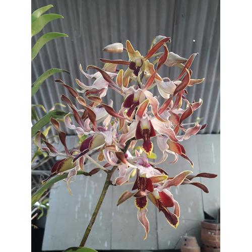 Jual Seedling Anggrek Dendrobium Gadis Jelita x Lasianthera - Kota ...