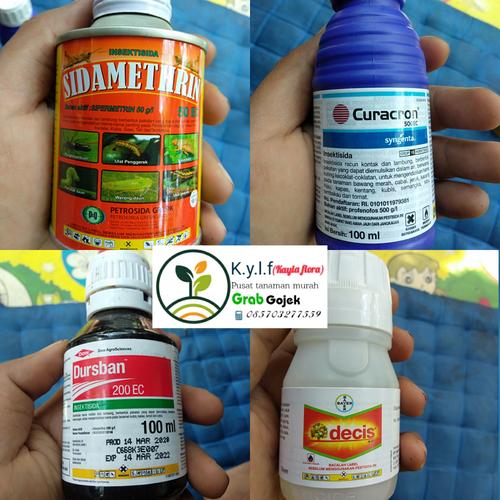 Jual obat pembasmi hama / obat hama kutu/ obat hama tanaman - curacon ...