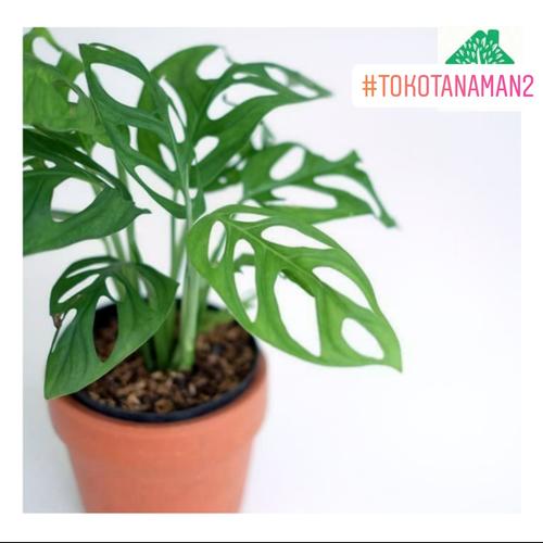 Jual tanaman hias monstera obliqua - tanaman janda bolong - Kab. Bogor ...