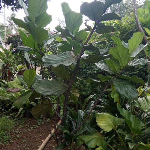 Jual pohon ketapang biola tinggi 1,5 meter //tanaman hias kapan biola ...