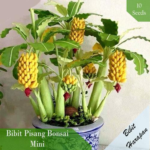 Jual Bibit Benih Biji Pisang Bonsai Mini Import isi 10 Biji - Ciplukan ...