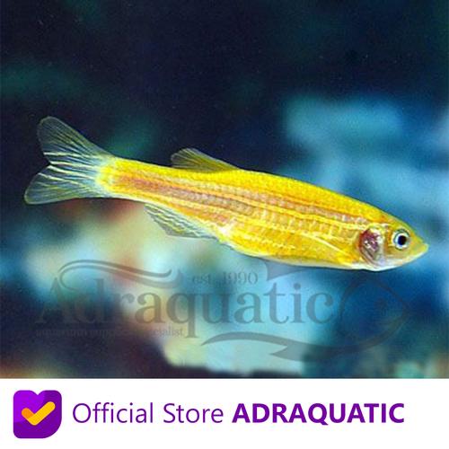 Jual IKAN HIAS ZEBRA KUNING YELLOW GOLDEN ZEBRAFISH AIR TAWAR - Kota ...