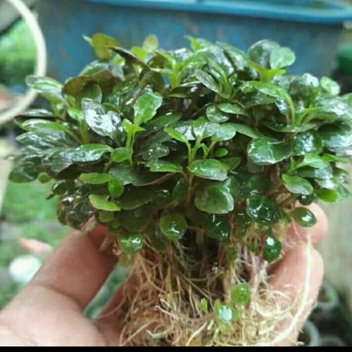 Jual lobelia cardinal tanaman aquascape tanaman air aquarium tanaman ...