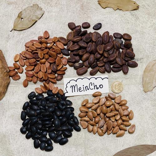 Jual Biji Trembesi Dakon Sawo Kecik Congklak Sengon Kedawung (5biji ...