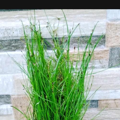Jual tanaman aquarium hairgrass tanaman air aquarium rumput aquascape ...