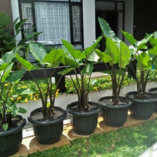 Jual TANAMAN HIAS talas sente hitam/keladi sente / alocasia free pot ...