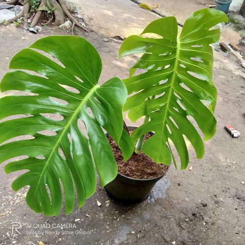 Jual monstera king gerigi - Monstera king - Kab. Bogor - Rendy Store ...