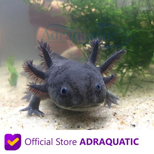 Promo AXOLOTL HITAM FULL BLACK MELANISTIC MELANOID DOGFISH SALAMANDER ...