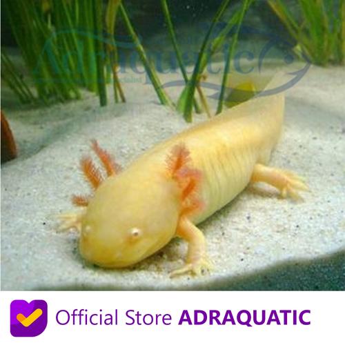 Promo AXOLOTL GOLDEN GOLD DOGFISH SALAMANDER WALKING FISH AIR TAWAR ...