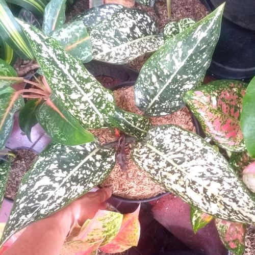 Jual Aglonema Big Leaf, Ruby Kura, Ruby Giant, Angela Mangkok ...