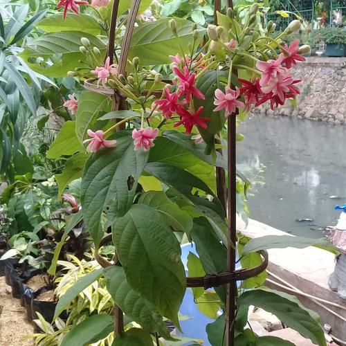 Jual tanaman melati belanda - Jakarta Utara - SILIWANGI GARDEN | Tokopedia