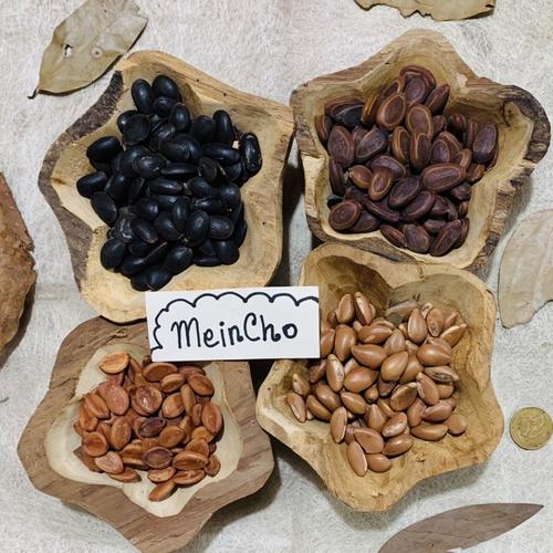 Jual Biji Trembesi Dakon Sawo Kecik Congklak Sengon Kedawung (100gr ...