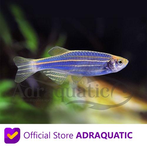 Jual IKAN HIAS ZEBRA UNGU PURPLE ZEBRAFISH AIR TAWAR - Kota Bandung ...