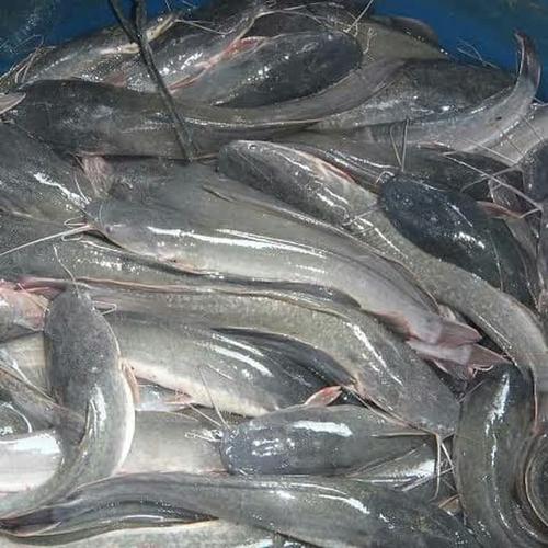 Jual IKAN LELE MUTIARA BERSERTIFIKAT BPTP - Kab. Lampung Selatan - ABU ...