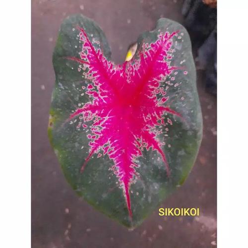 Jual caladium keladi merah spider - Kab. Pangandaran - ATK GALERY ...