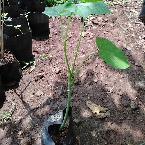 Jual Pohon herbal jarakj/tanaman pagar jarak - Kota Depok - Chitra ...