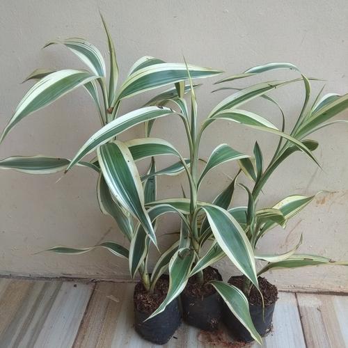 Jual bambu hoki varigata putih / tanaman sri rejeki varigata putih ...