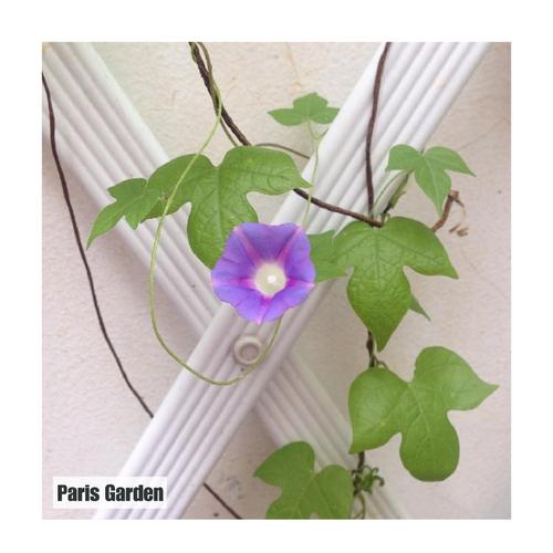 Jual TANAMAN RAMBAT BUNGA MORNING GLORY - BIBIT BUNGA MORNING GLORY ...