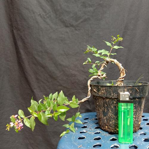 Jual bonsai sakura micro mame - Kab. Malang - galeryqomaru | Tokopedia