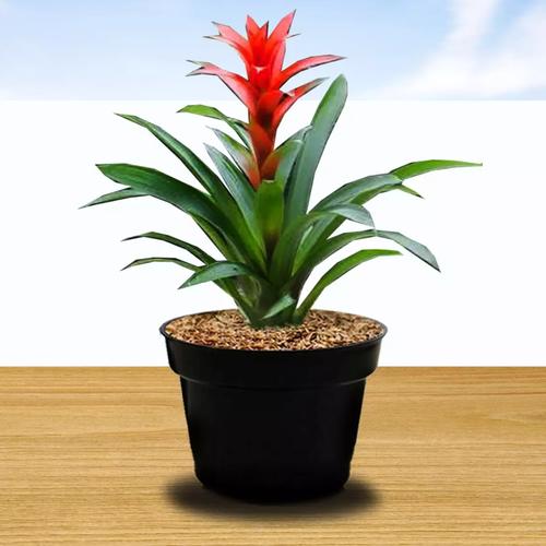 Jual tanaman hias bunga bromeliad guzmania - bromelia guzmania ...