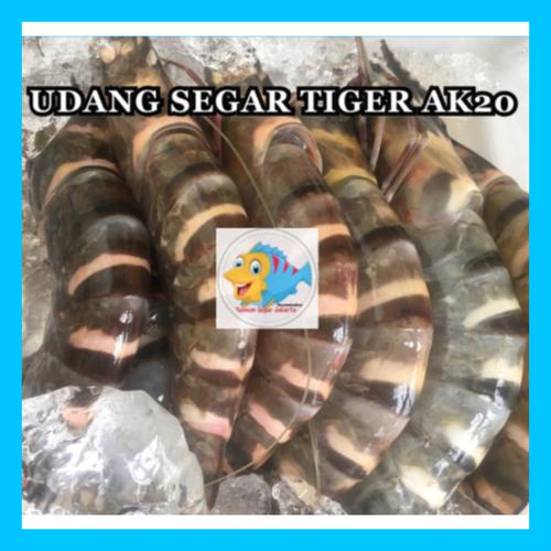 Jual Udang Windu Black Tiger AK 20 - Udang Tiger Pacet Segar Jumbo ...