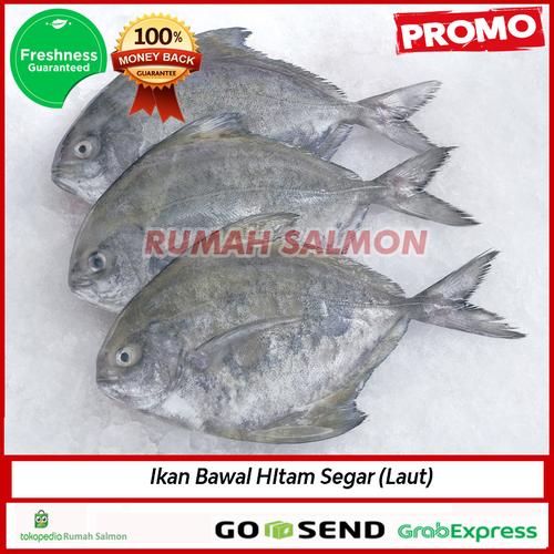 Jual Bawal Hitam / Bawal Laut Segar / Fresh Black Pomfret 1 kg isi 3-5 ...