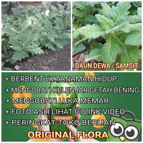Jual Bibit Tanaman Dewa Obat Herbal Daun Dewa Tanaman Herbal - Kota ...
