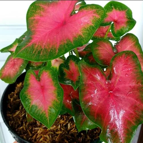Promo Tanaman Hias Caladium Pink Love - Keladi Pink Love - Tanaman ...