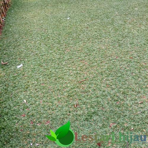 Jual Rumput gajah mini/Rumput taman/Gajah mini/Rumput - Kab. Bogor ...