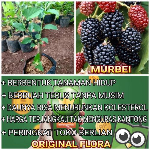 Jual Murbei / Mulberry / Besaran / Bibit Tanaman Hidup Pohon Buah Berry ...