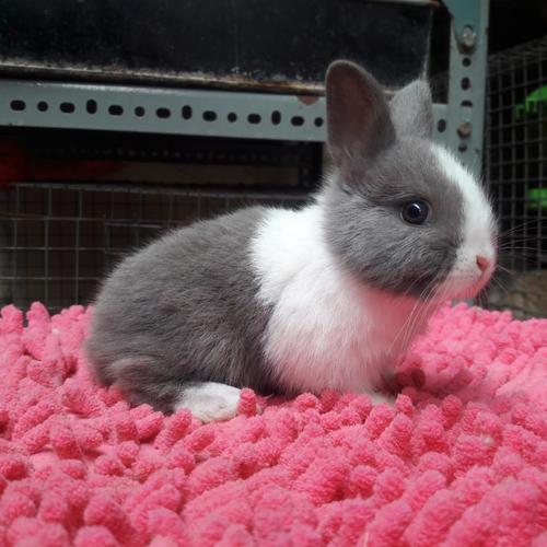 Jual kelinci mini dutch junior - Kota Bekasi - ardian petshop kelinci ...