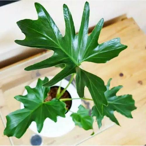 Jual Tanaman indoor philodendron selloum/bibit indor pilo jari - Kab ...