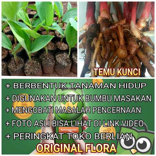Jual Bibit Temu Kunci Tanaman Temu Kunci Pohon Temu Kunci Temukunci ...