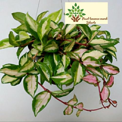 Jual hoya cornosa / tanaman hias indoor dan outdoor / tanaman gantung ...