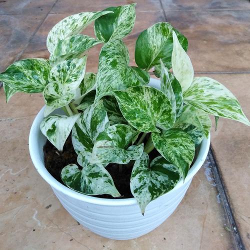 Jual Epipremnum Photos Marble Queen - Sirih Marble - Jakarta Utara ...