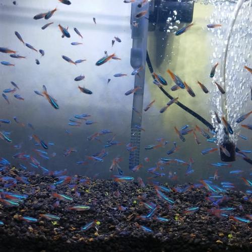 Jual paket ikan hias neon tetra cardinal isi 4 ekor ikan aquascape ...