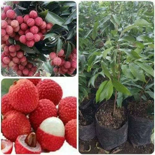 Jual Bibit Tanaman buah Leci Merah super - Kab. Kediri - bibit tanaman ...
