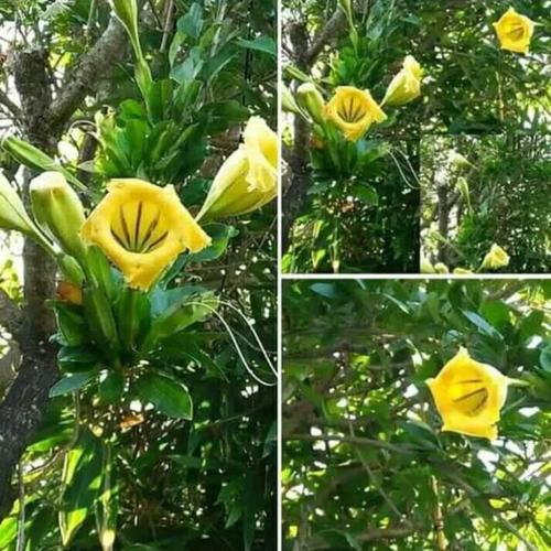 Jual Tanaman Hias Rambat Bunga Terompet Kuning - Kota Depok - Tins ...