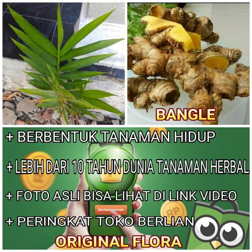 Jual Bibit Bangle Tanaman Bangle Pohon Bangle Tanaman Obat Bangle ...