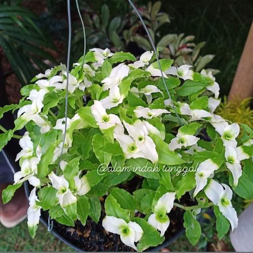Jual Tanaman gantung janda merana varigata - Jakarta Utara - Alam Indah ...