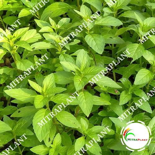 Promo Bibit Tanaman Daun Peppermint - Pohon Daun Mint - Tanaman Herbal ...