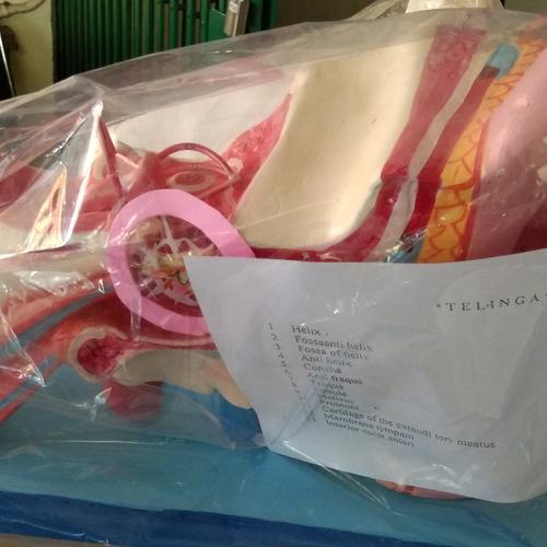 Jual model telinga / torso kuping / phantom telinga / manekin kuping ...