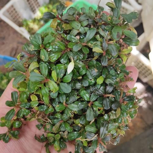 Jual Bucephalandra Mini Coin 1kg Buce Coin Full Clump - Jakarta Timur ...