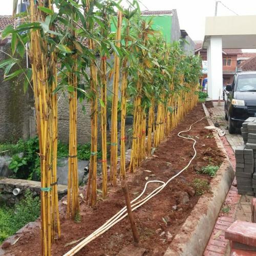 Jual pohon bambu kuning panda - Kota Depok - Tanaman hias parmandenis ...