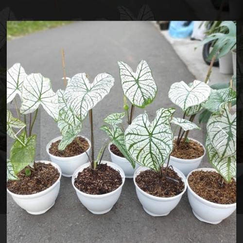 Jual Turus bambu penyangga bunga,Lanjaran tanaman - 50cm - Jakarta ...