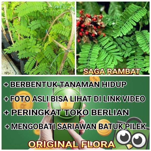 Jual Bibit Saga Rambat Tanaman Saga Pohon Saga Tanaman Obat Tanaman ...