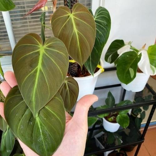 Jual philodendron michans / pohon philo mican - Kab. Bogor - taman ...