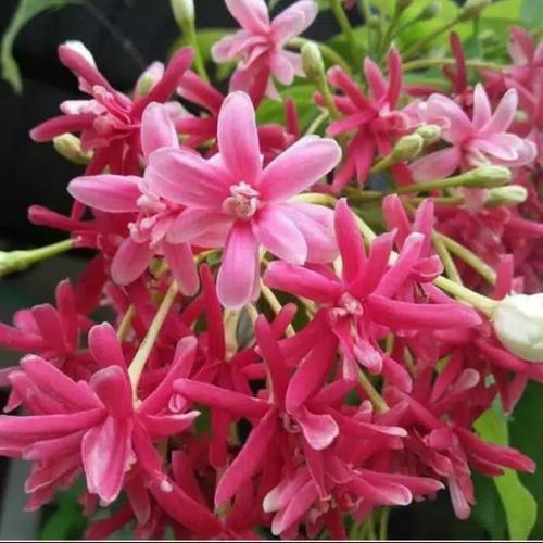 Jual Bibit bunga melati holland tanaman hias merambat melati belanda ...