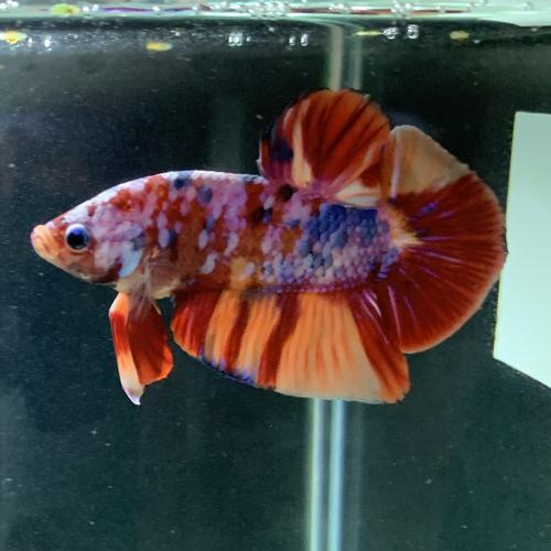 Jual Cupang Giant Multicolor BO 6 TOP GRADE Thailand Nemo Galaxy Multi ...