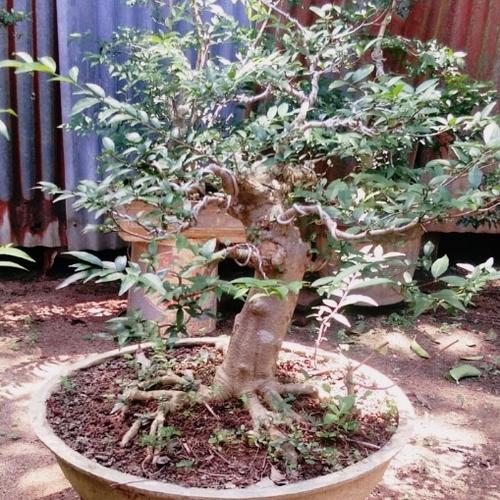 Jual bonsai anting Putri ukuran jumbo batang besar - Kab. Indragiri ...